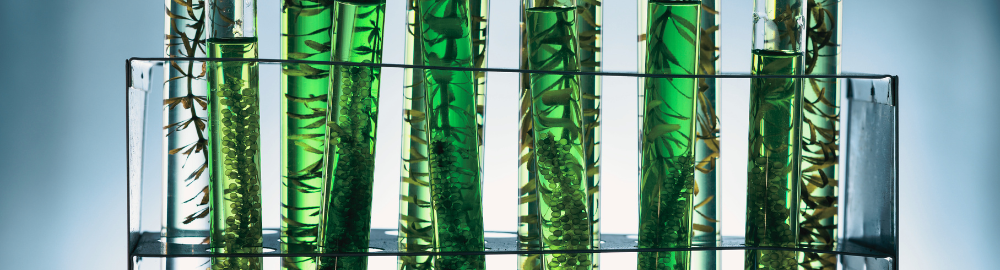 Revolutionizing Sustainability: Algae-Based Packaging as a Compostable ...